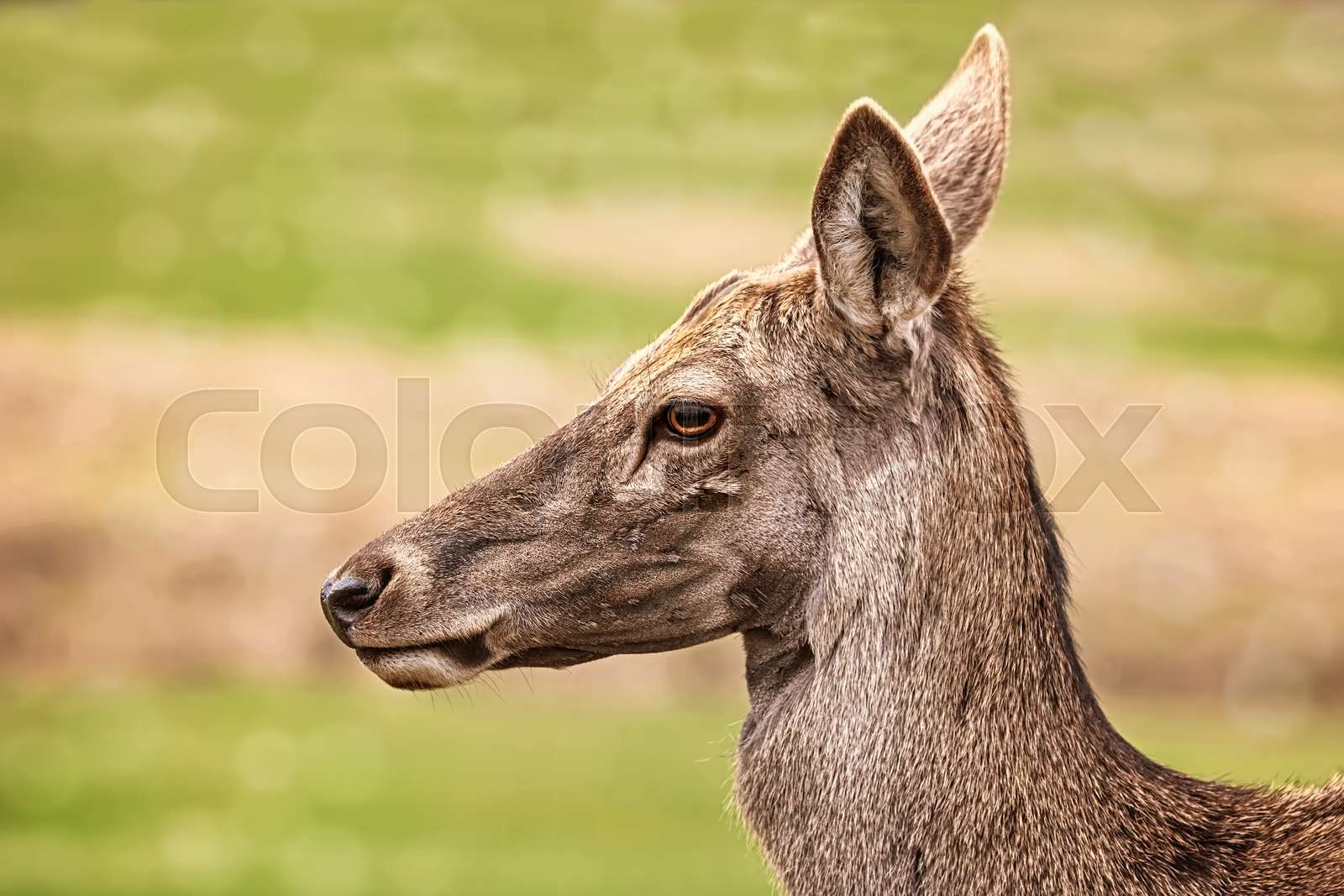 Portrait of a deer | Stock image | Colourbox
