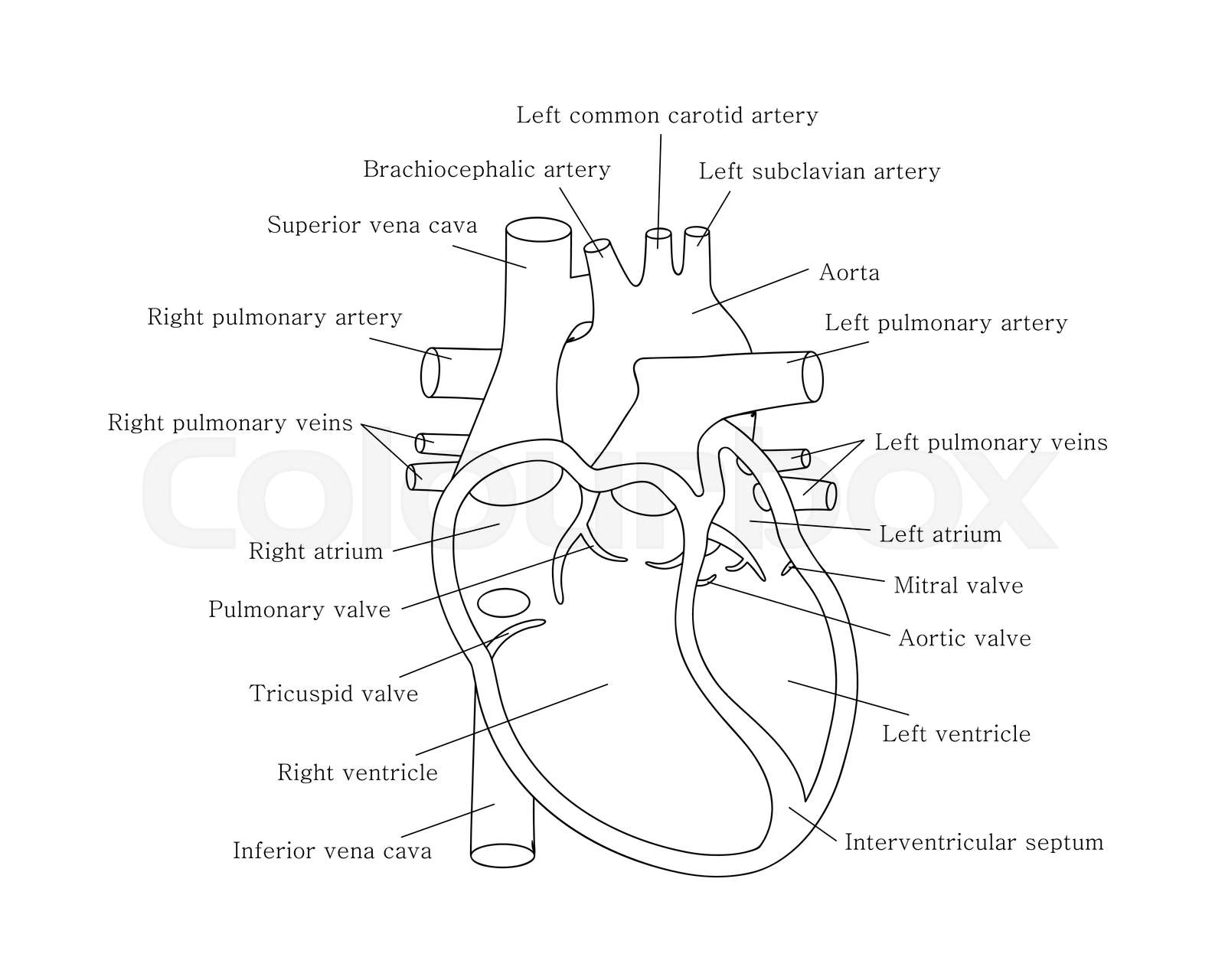Human cardiac system with descriptions. Educational diagram with human ...