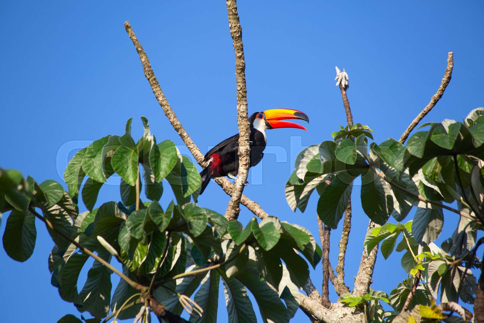 Colorful tucan | Stock image | Colourbox