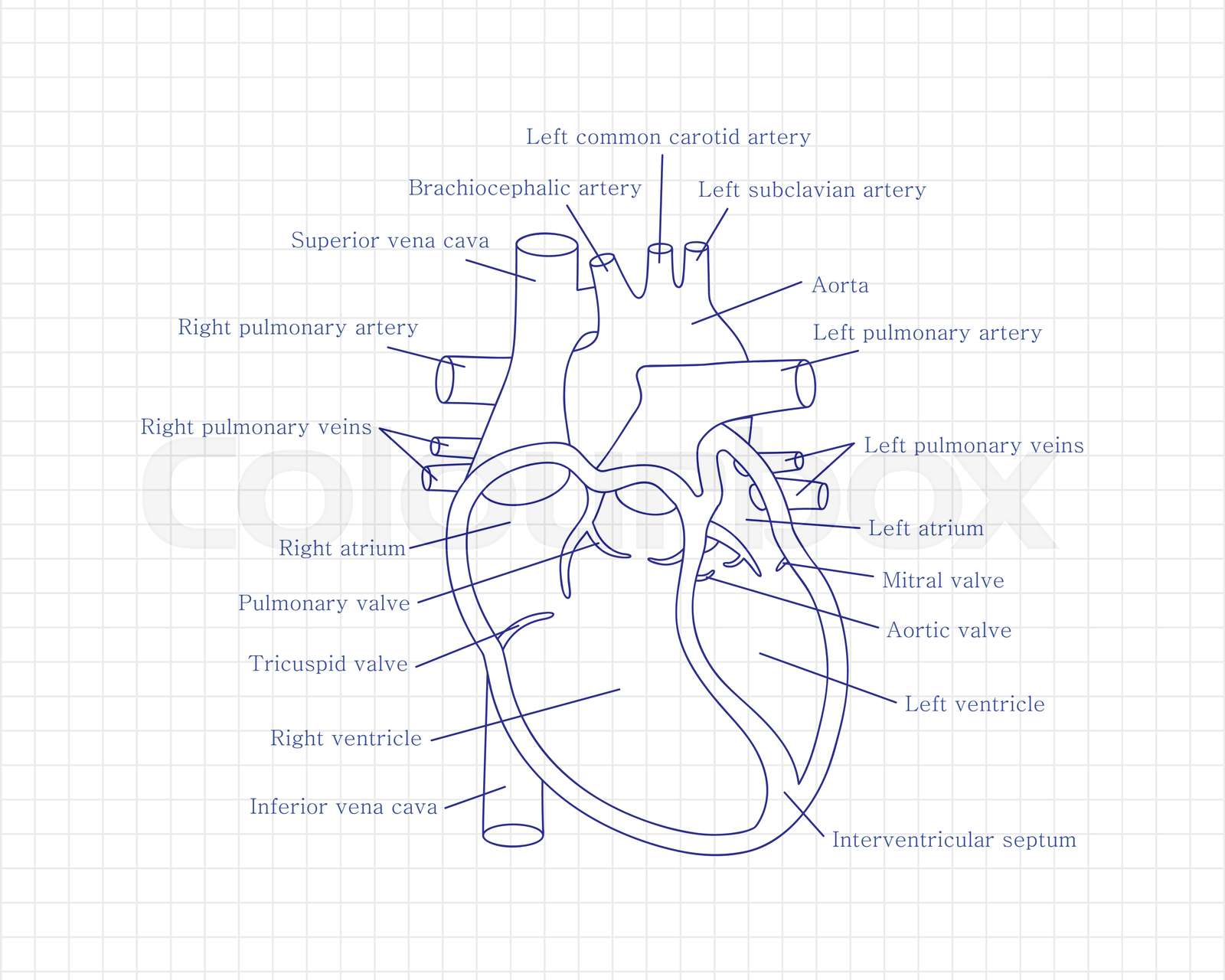 Human heart close-up with descriptions. Cardiology concept. Educational ...