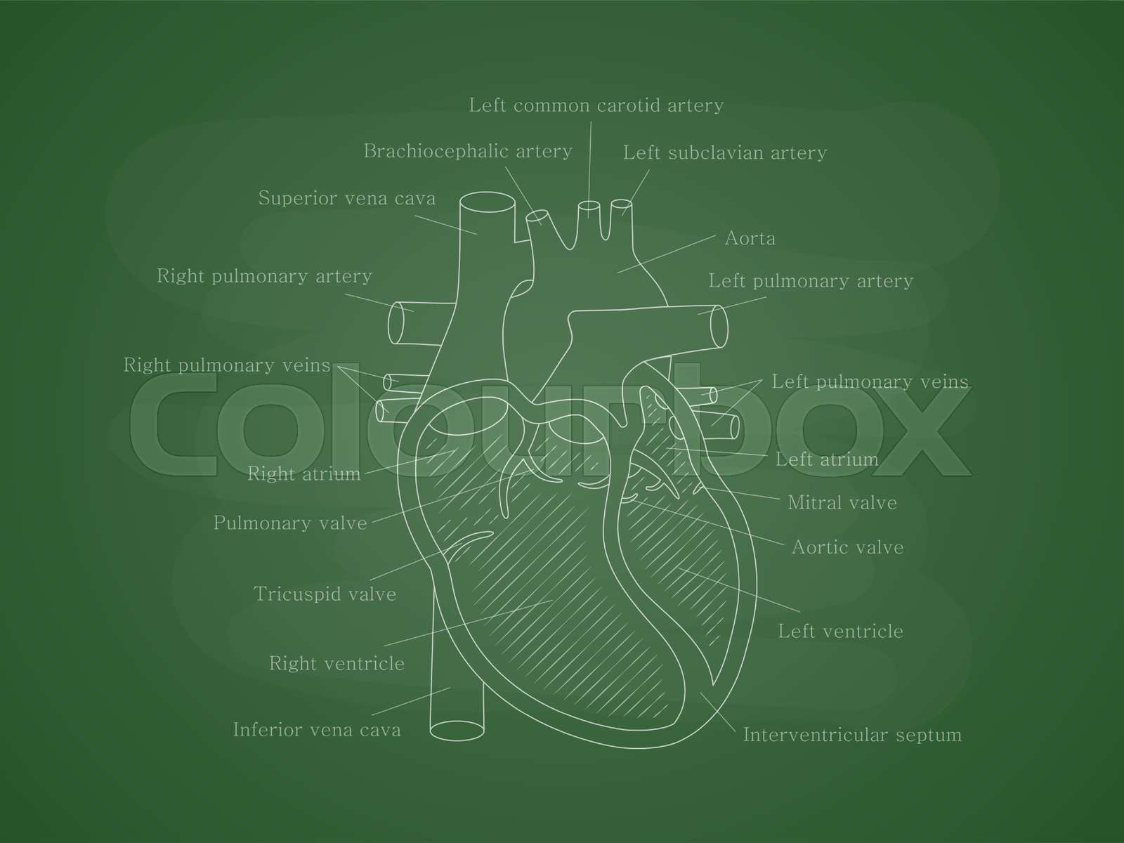 Human cardiac system with descriptions. Educational diagram with human ...