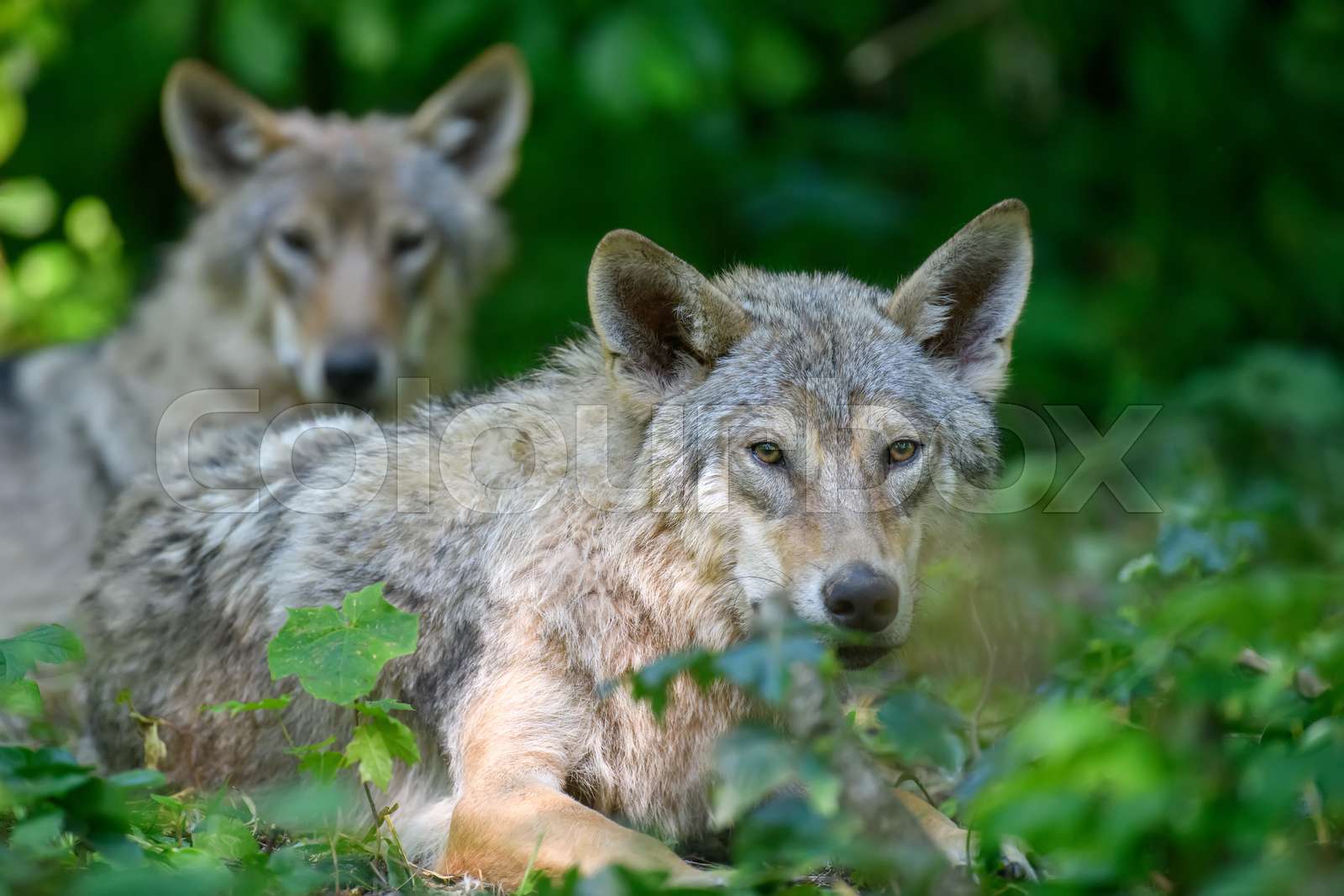 Two Wolf in summer forest. Wildlife scene from nature | Stock image ...