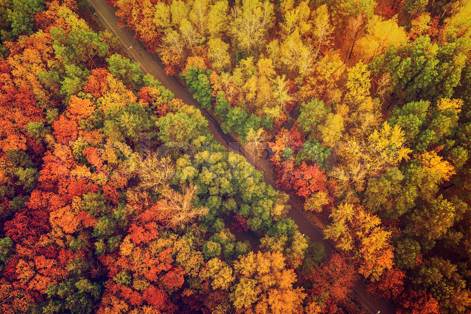 Autumn forest from above | Stock image | Colourbox