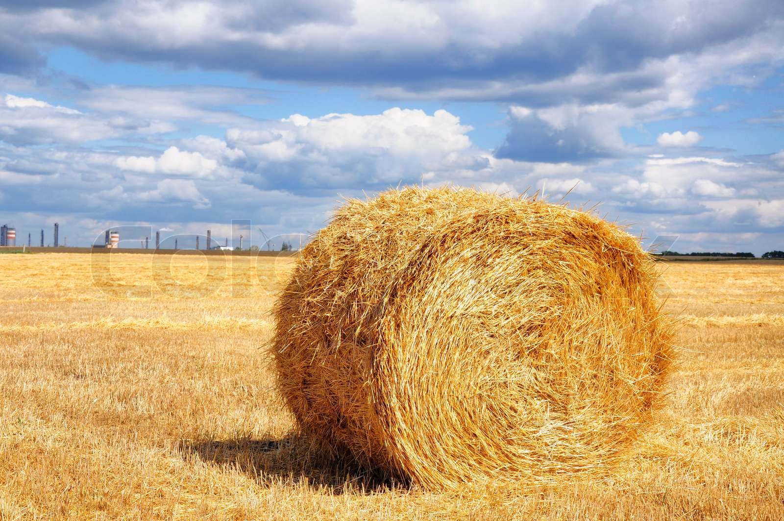 wheaten field with sheaf | Stock image | Colourbox