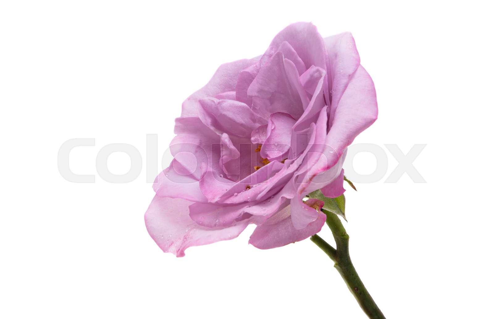 lilac rose isolated | Stock image | Colourbox