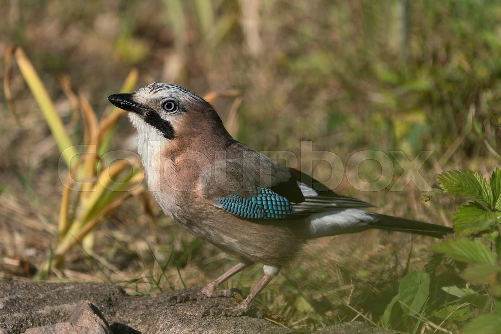 Eurasian jay on the ground | Stock image | Colourbox