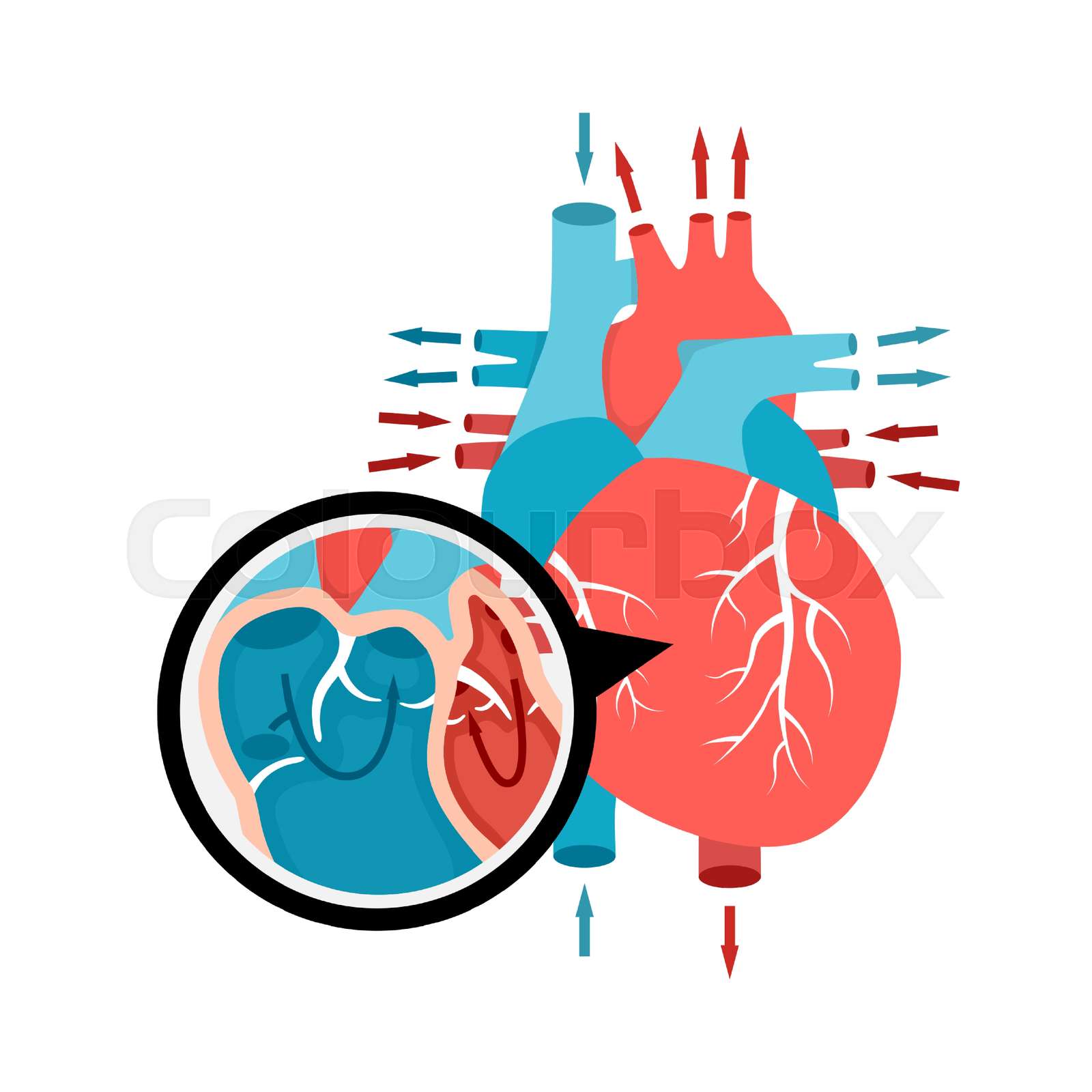 Close-up blood circulation in the heart. Human heart anatomy with blood ...
