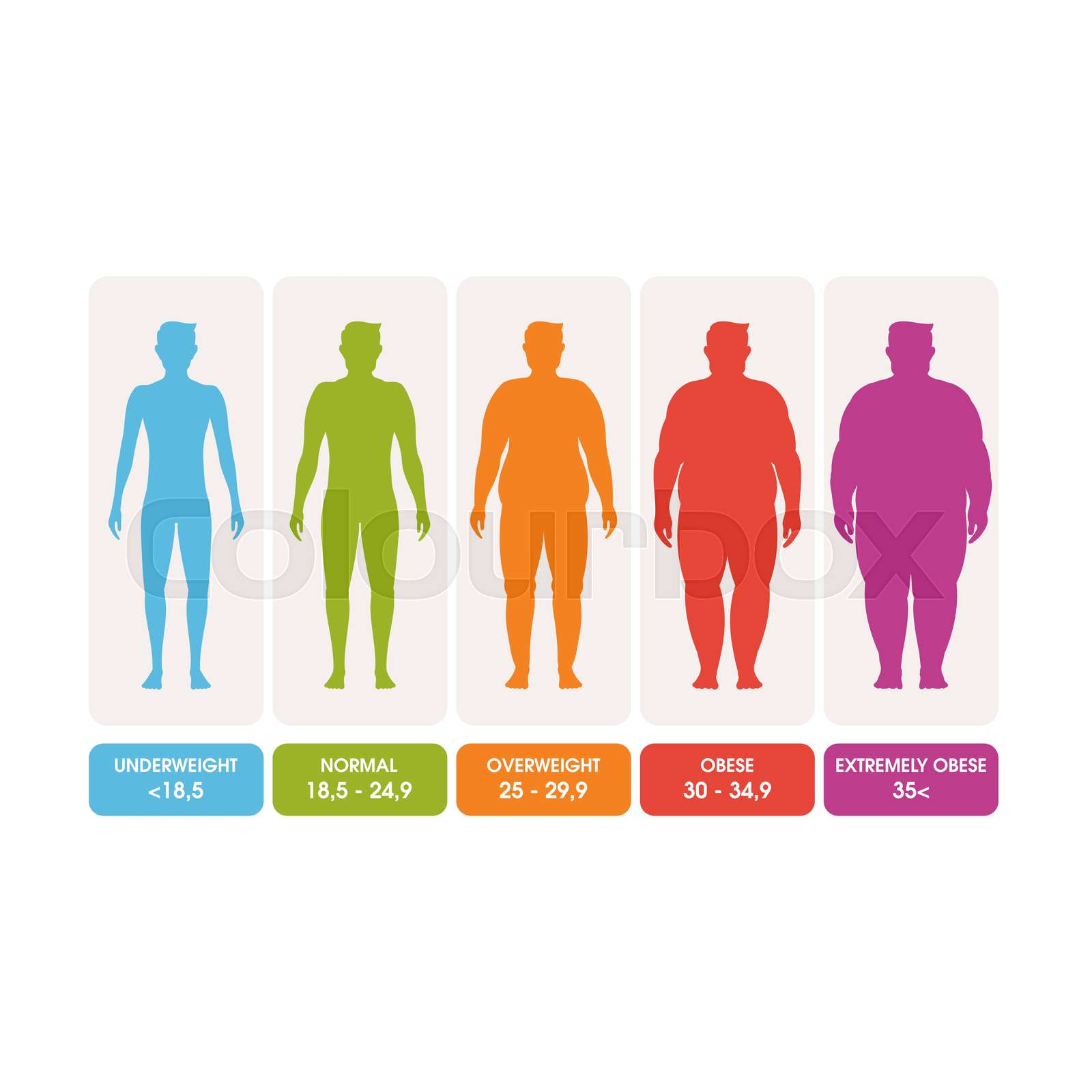 Body mass index vector illustration | Stock vector | Colourbox