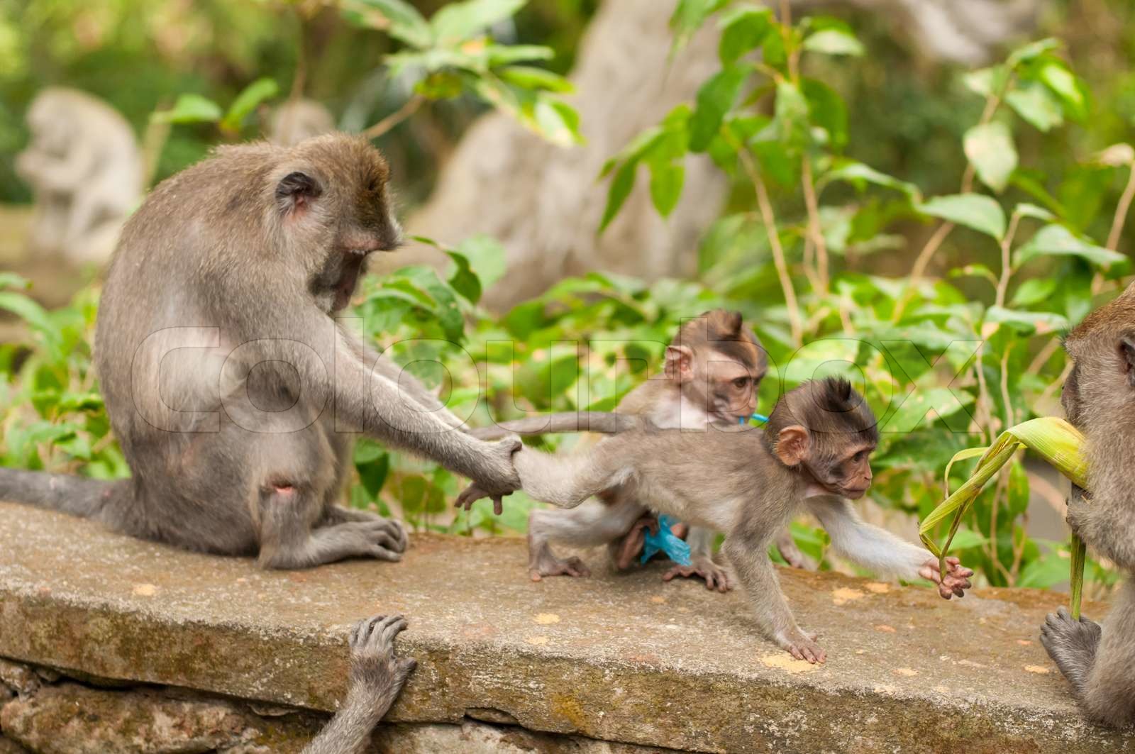 Long-tailed macaques | Stock image | Colourbox