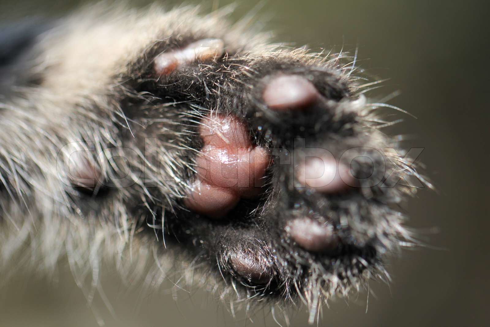 cat paw | Stock image | Colourbox