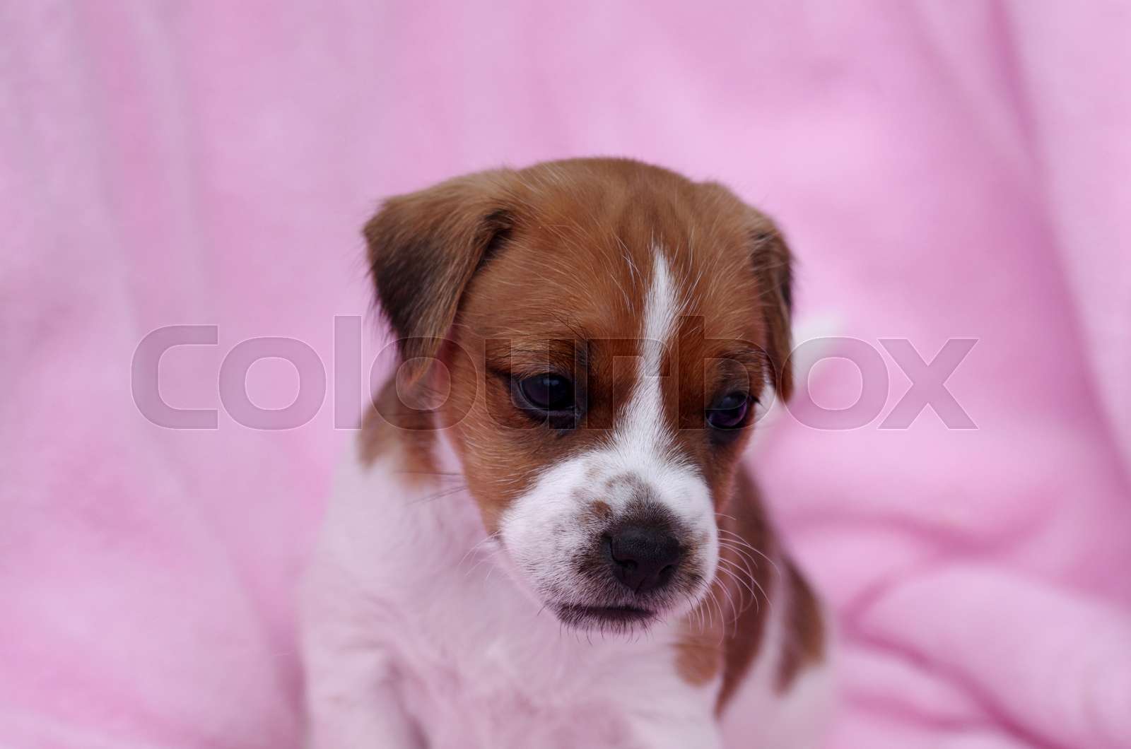 dog, face, offspring | Stock image | Colourbox
