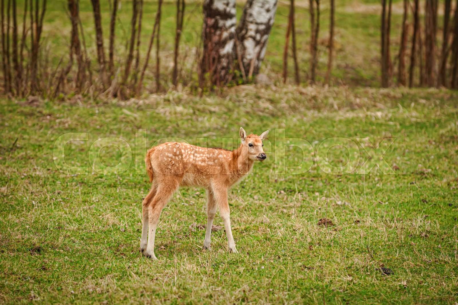 Fawn on the pasture | Stock image | Colourbox