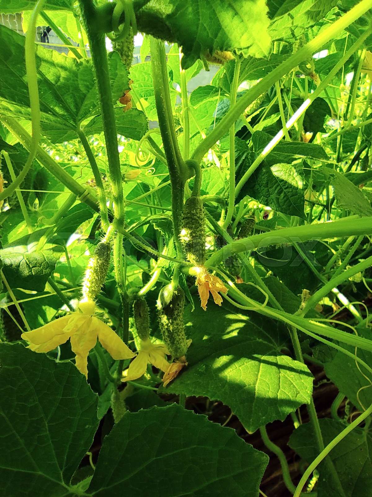 cucumbers gherkins growing | Stock image | Colourbox