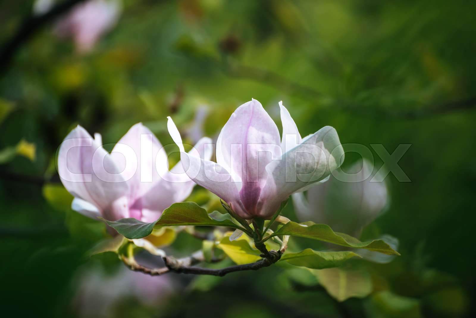 Magnolia spring flowers - Stock Image - Everypixel