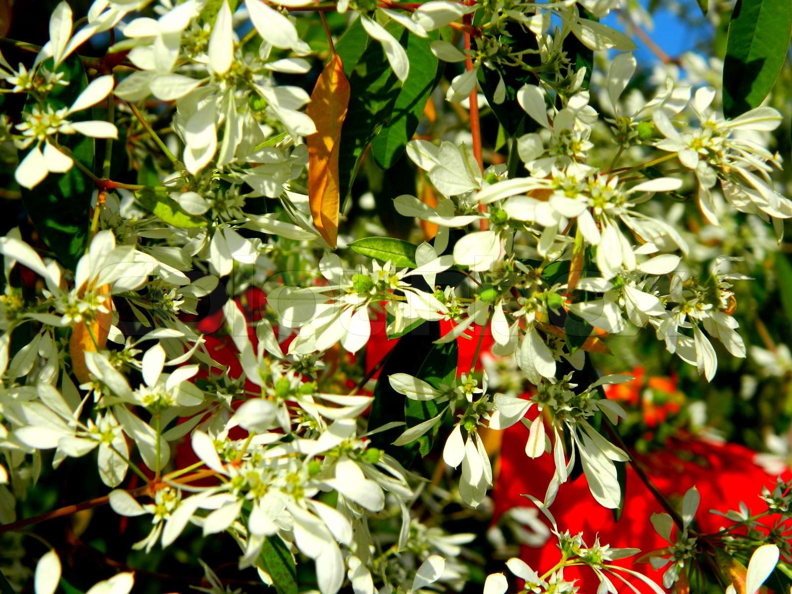 Flor | Stock image | Colourbox