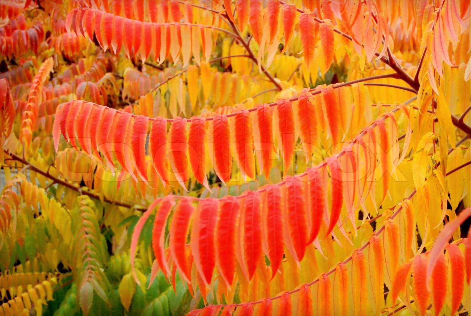 Flame Like Sumac Leaves in Mid Autumn | Stock image | Colourbox