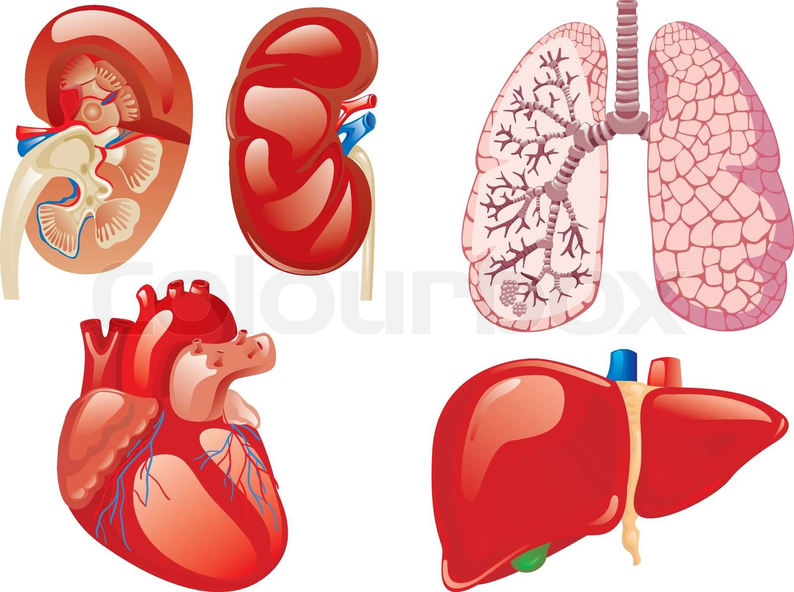 internal organs set | Stock vector | Colourbox