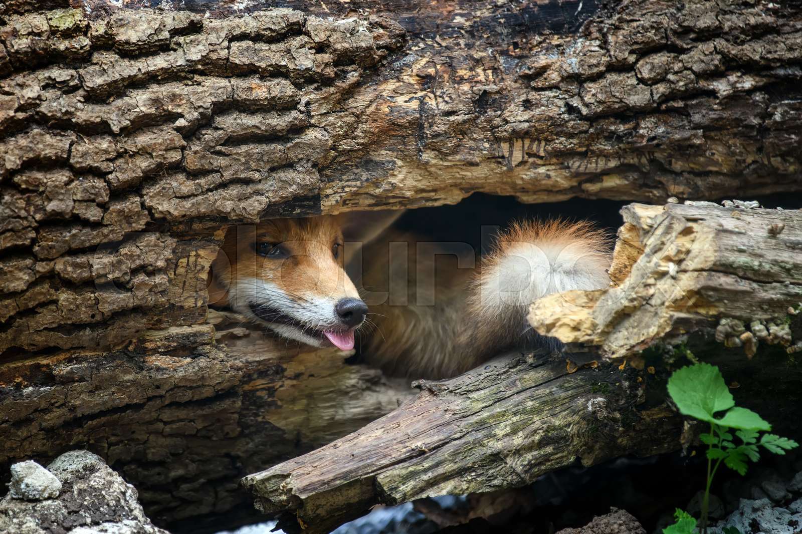 Red fox, vulpes vulpes in forest. Close wild predators in natural ...
