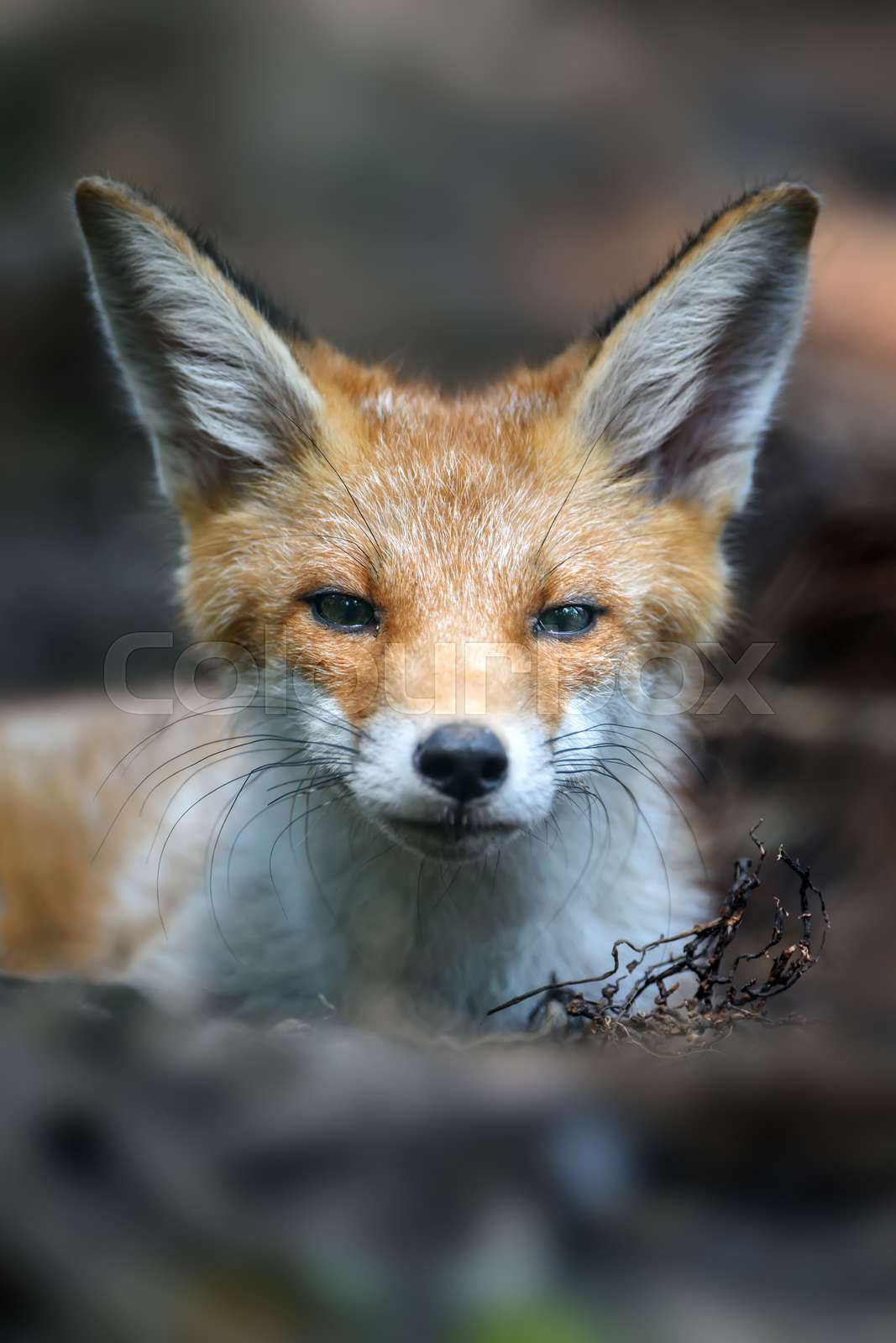 Red Fox Face