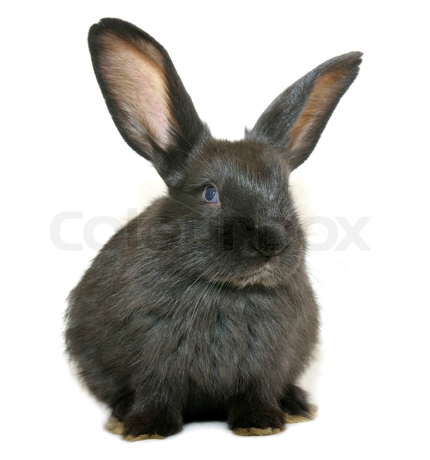 Black rabbit | Stock image | Colourbox