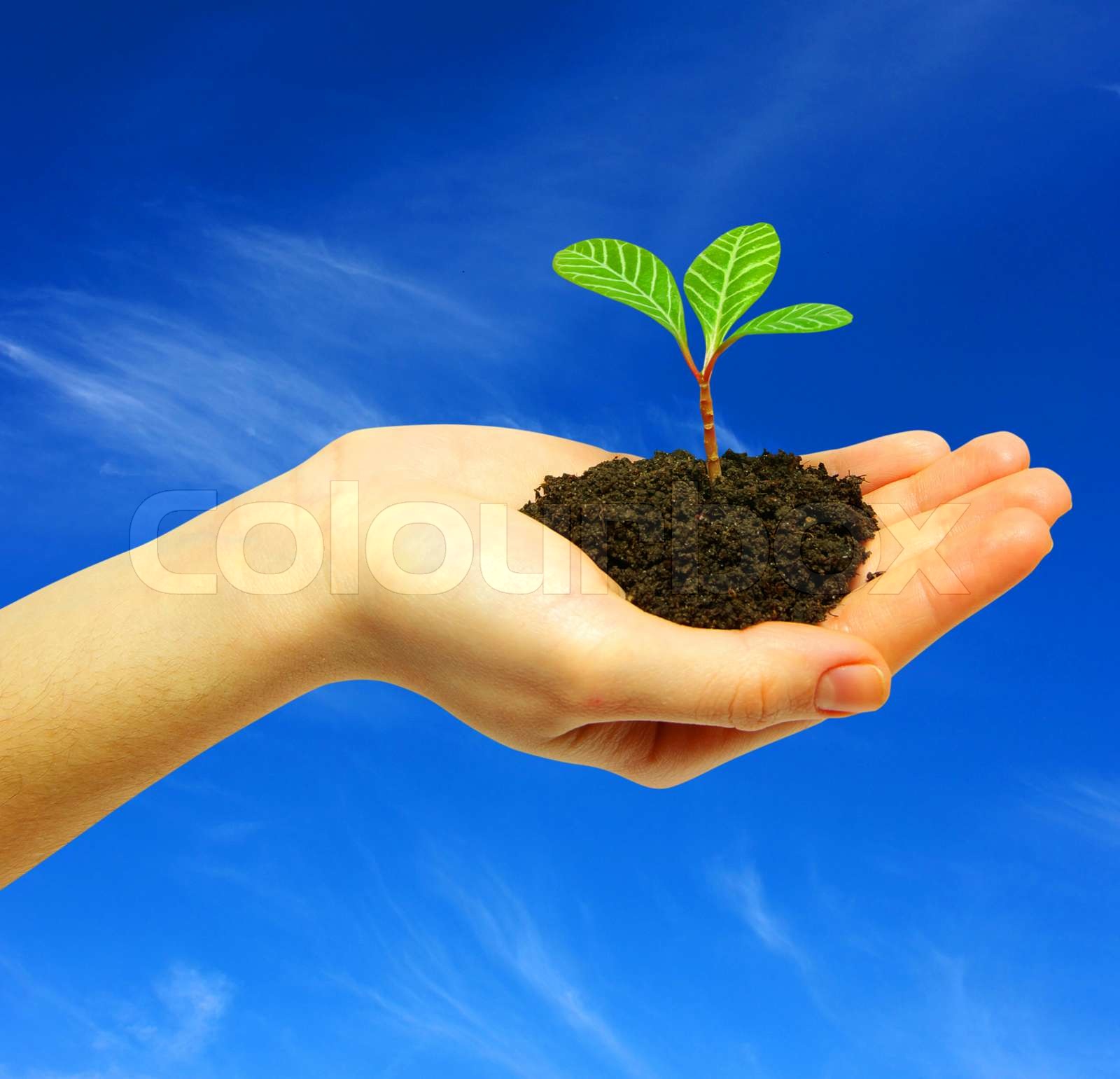Pflanze | Stock Bild | Colourbox