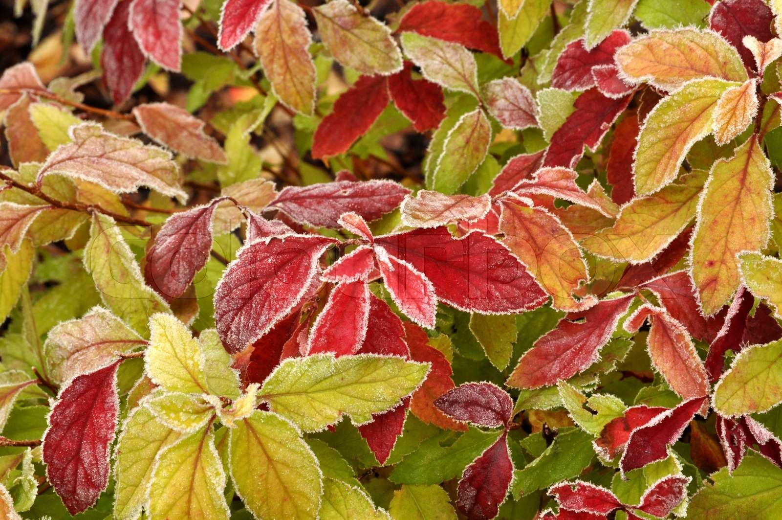 matteret, plante, blade | Stock foto | Colourbox