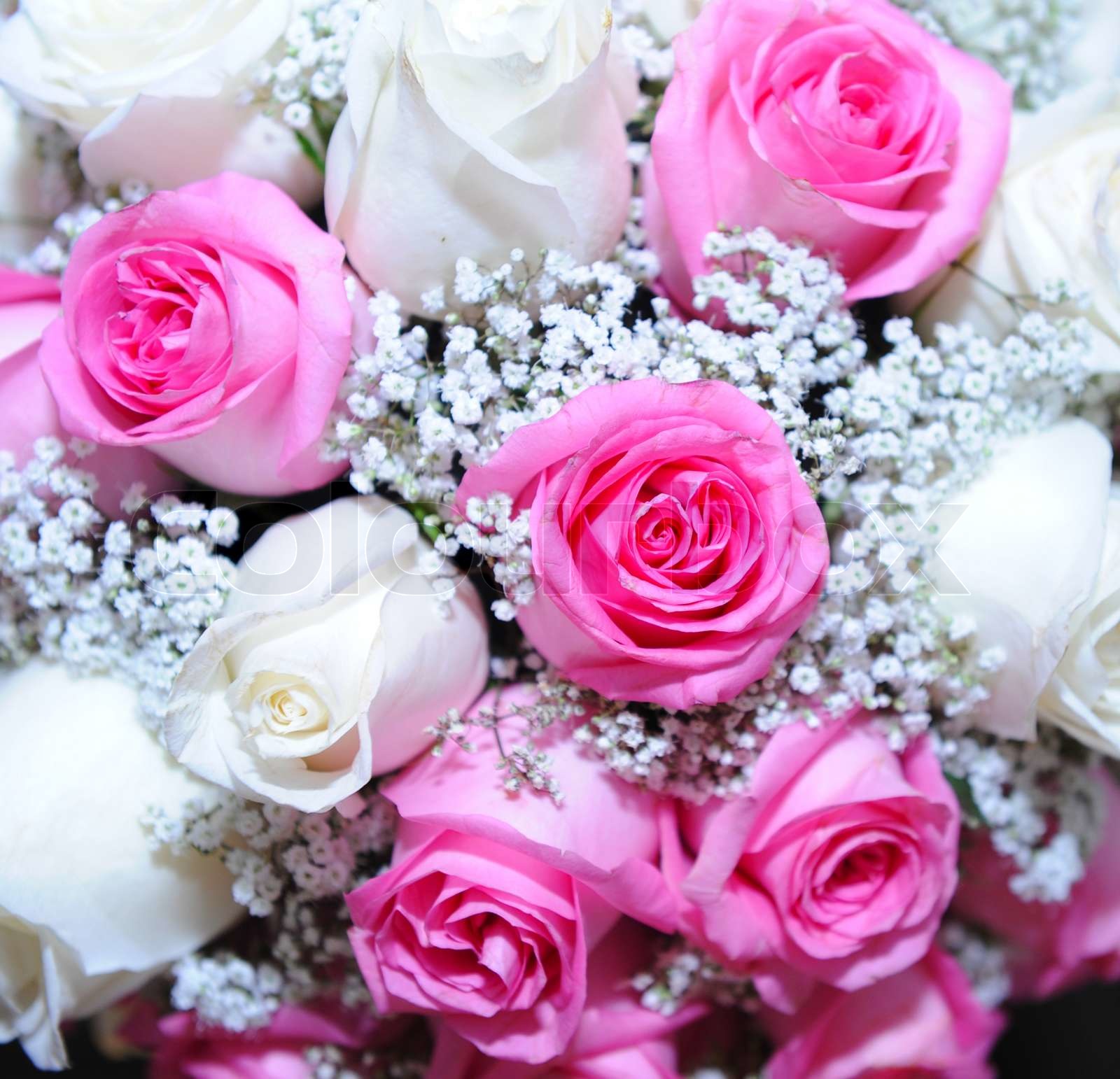 weiße und rosa Rose | Stock Bild | Colourbox