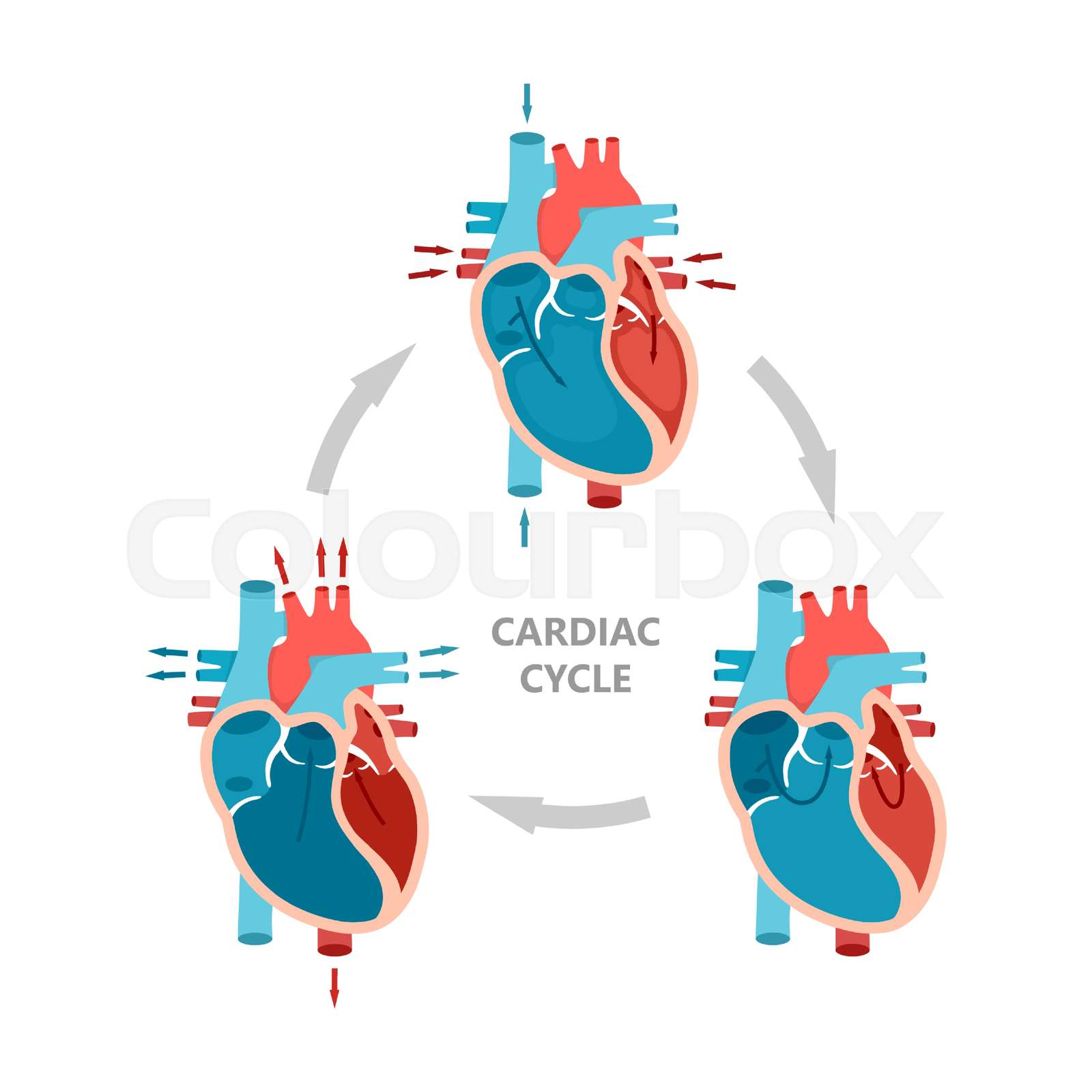 Phases of the cardiac cycle - diastole, atrial systole and atrial ...