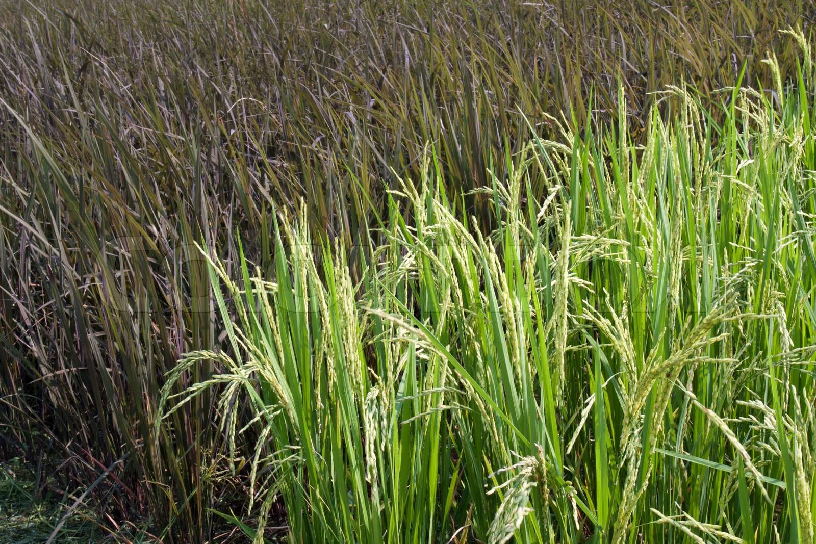Black and white rice plant | Stock image | Colourbox