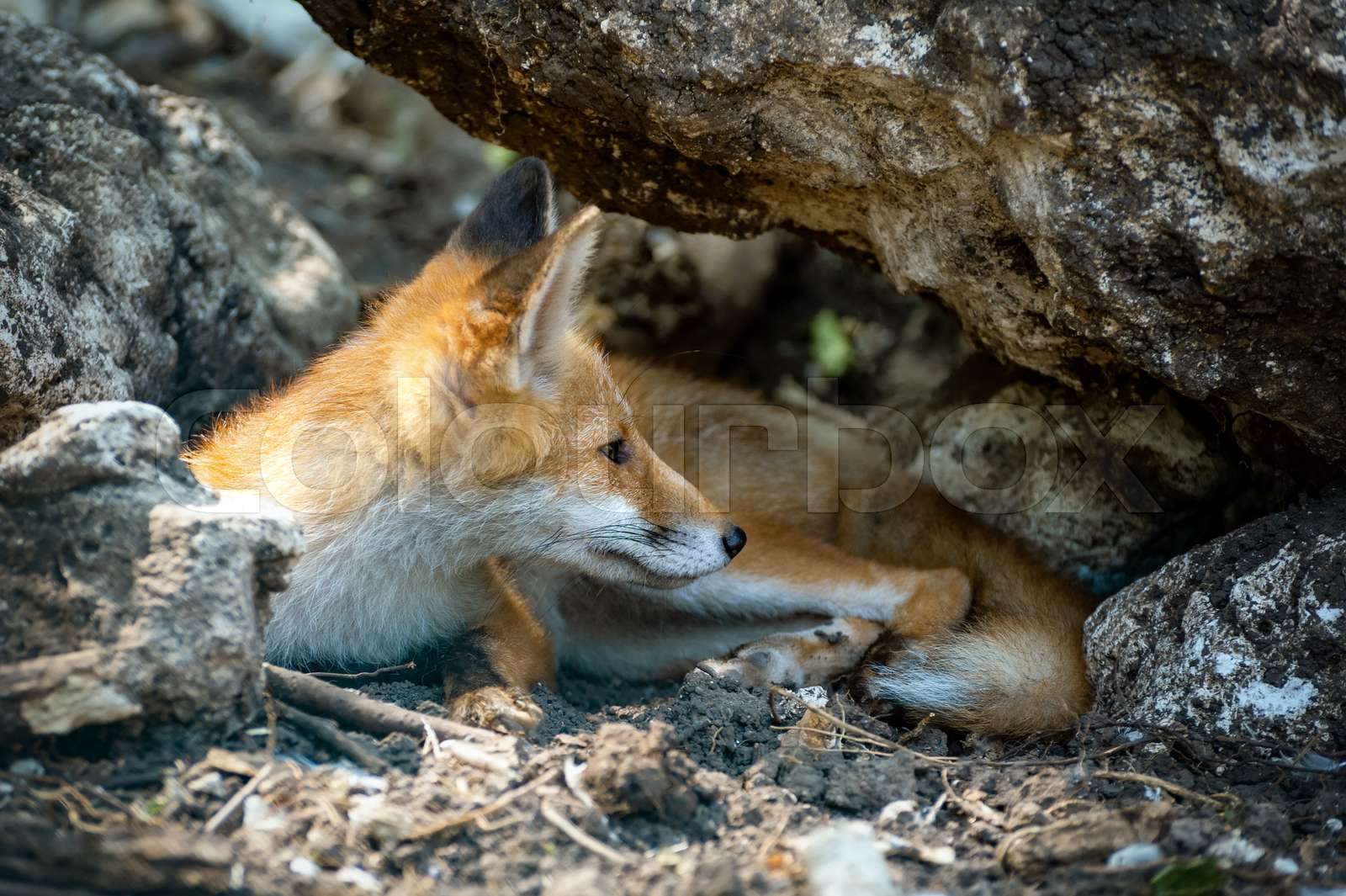 Red fox in the forest | Stock image | Colourbox