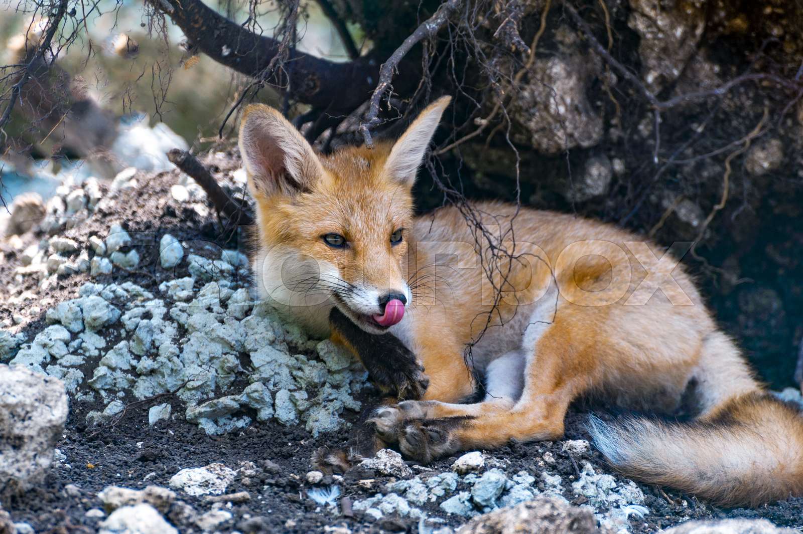 Red fox in the forest | Stock image | Colourbox