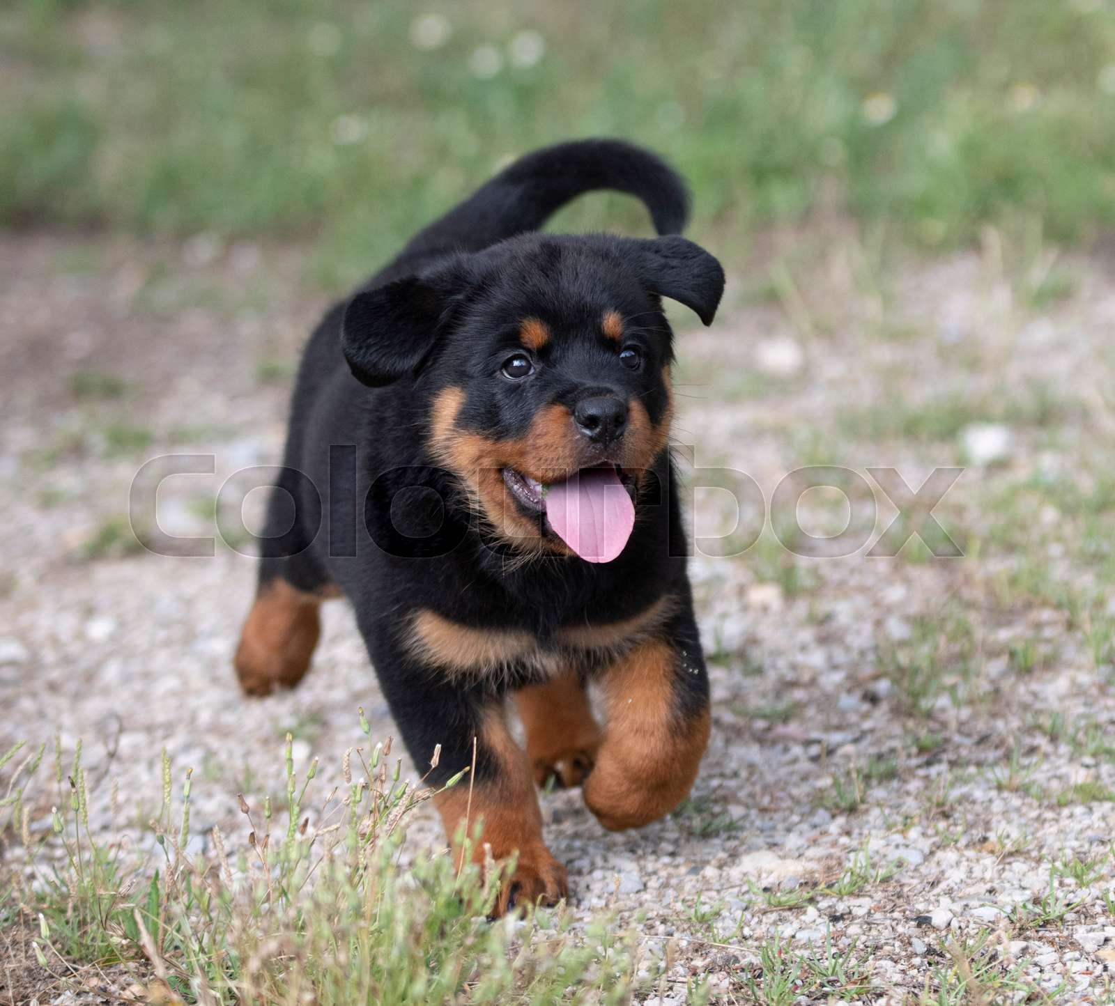 Miniature Rottweiler Puppy