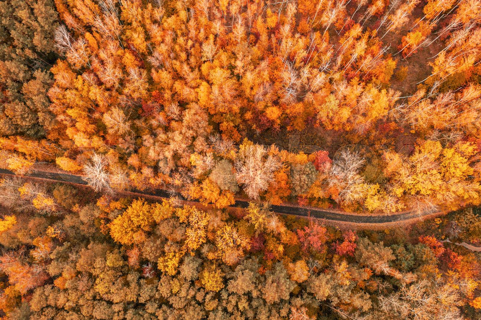 Autumn forest from above | Stock image | Colourbox