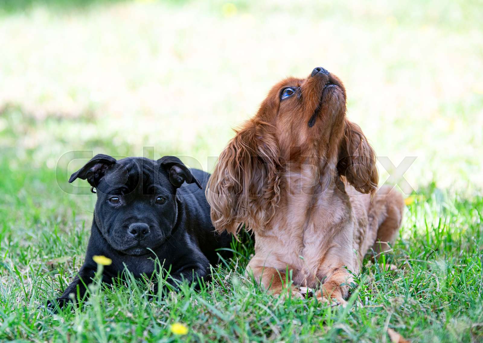 staffordshire bull terrier and cavalier king charles | Stock image ...