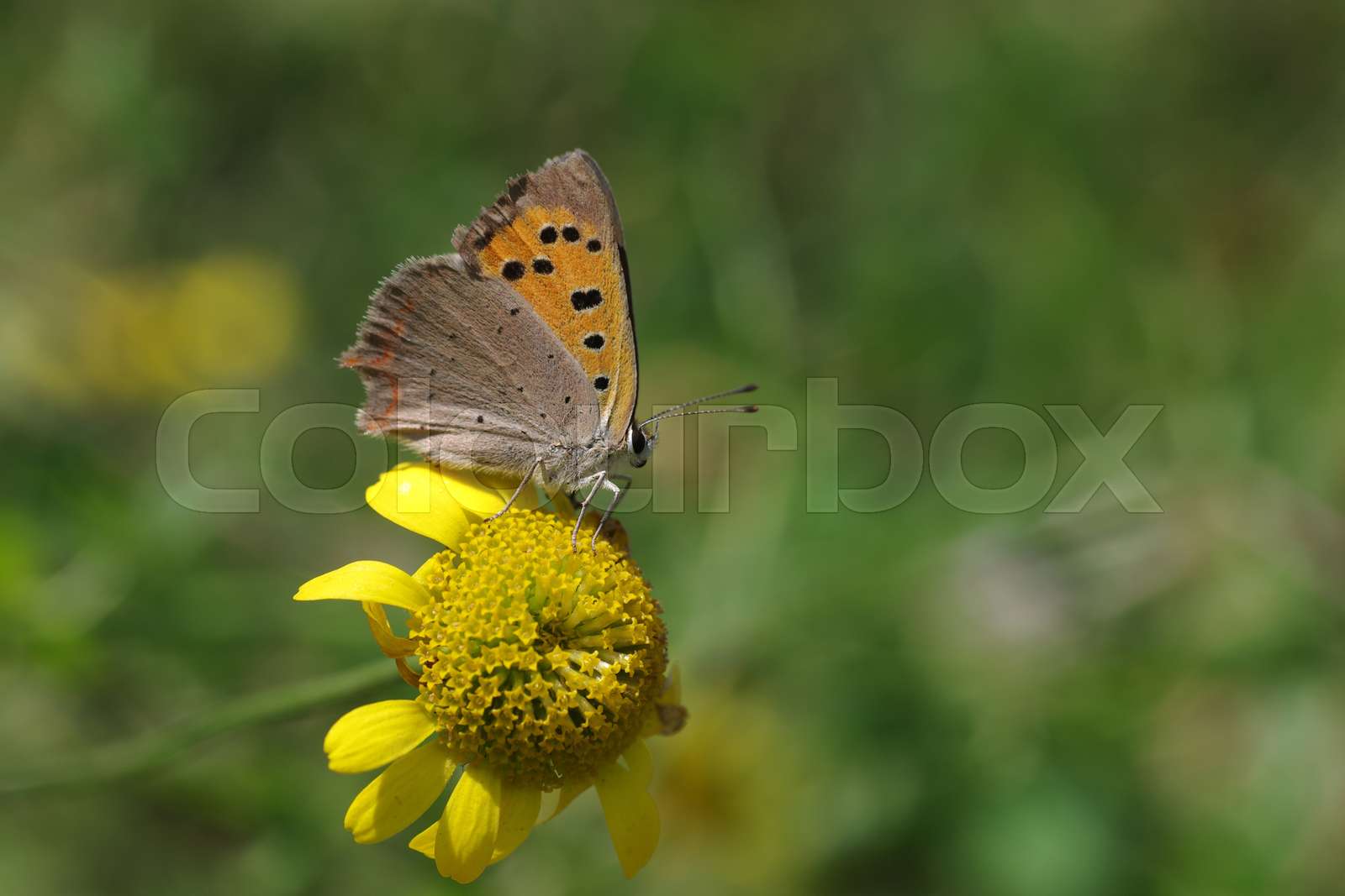 ein orangeroter falter sitzt auf einer gelben blume | Stock Bild ...