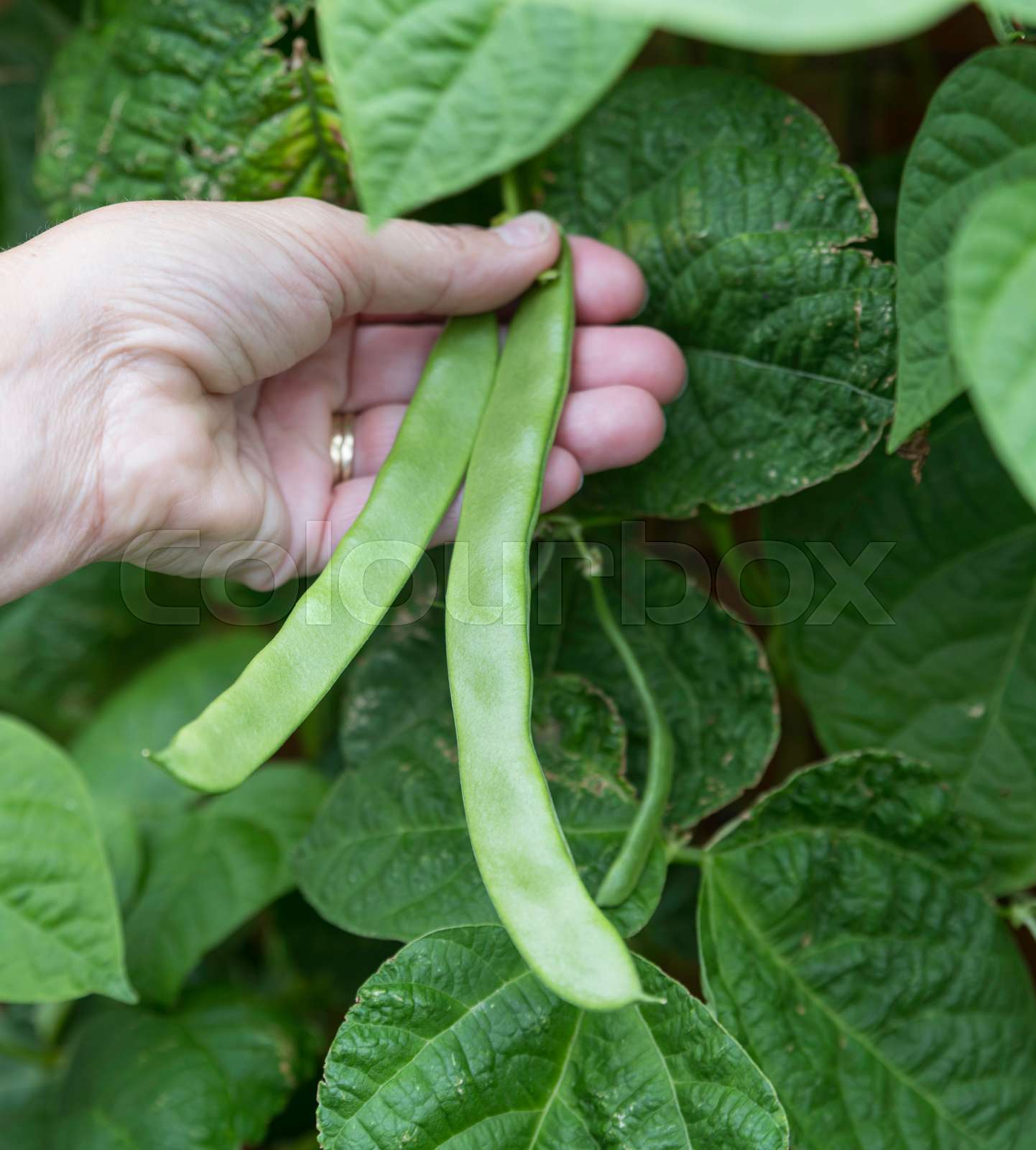 fresh string beans growing on a plant in the vegetable garden | Stock ...