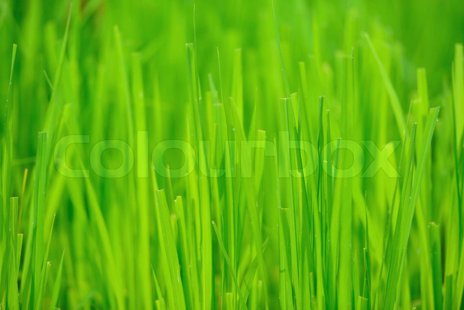 The leaf of rice | Stock image | Colourbox