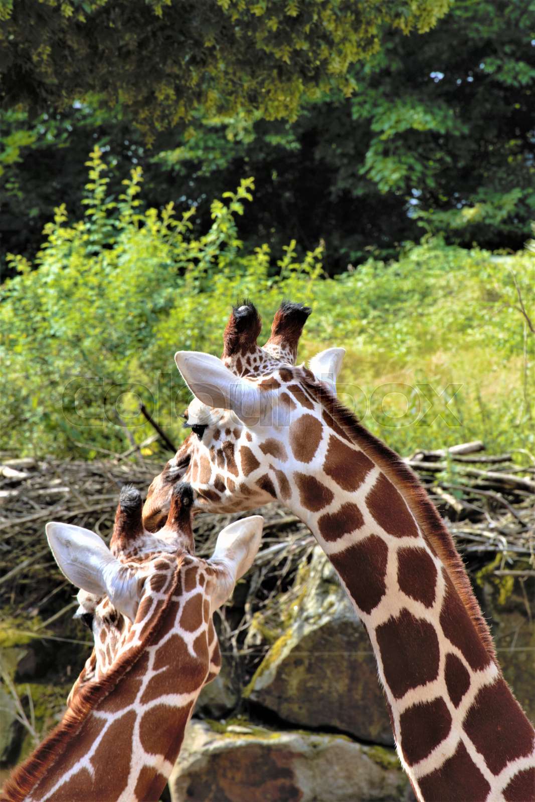giraffe on the beach | Stock image | Colourbox