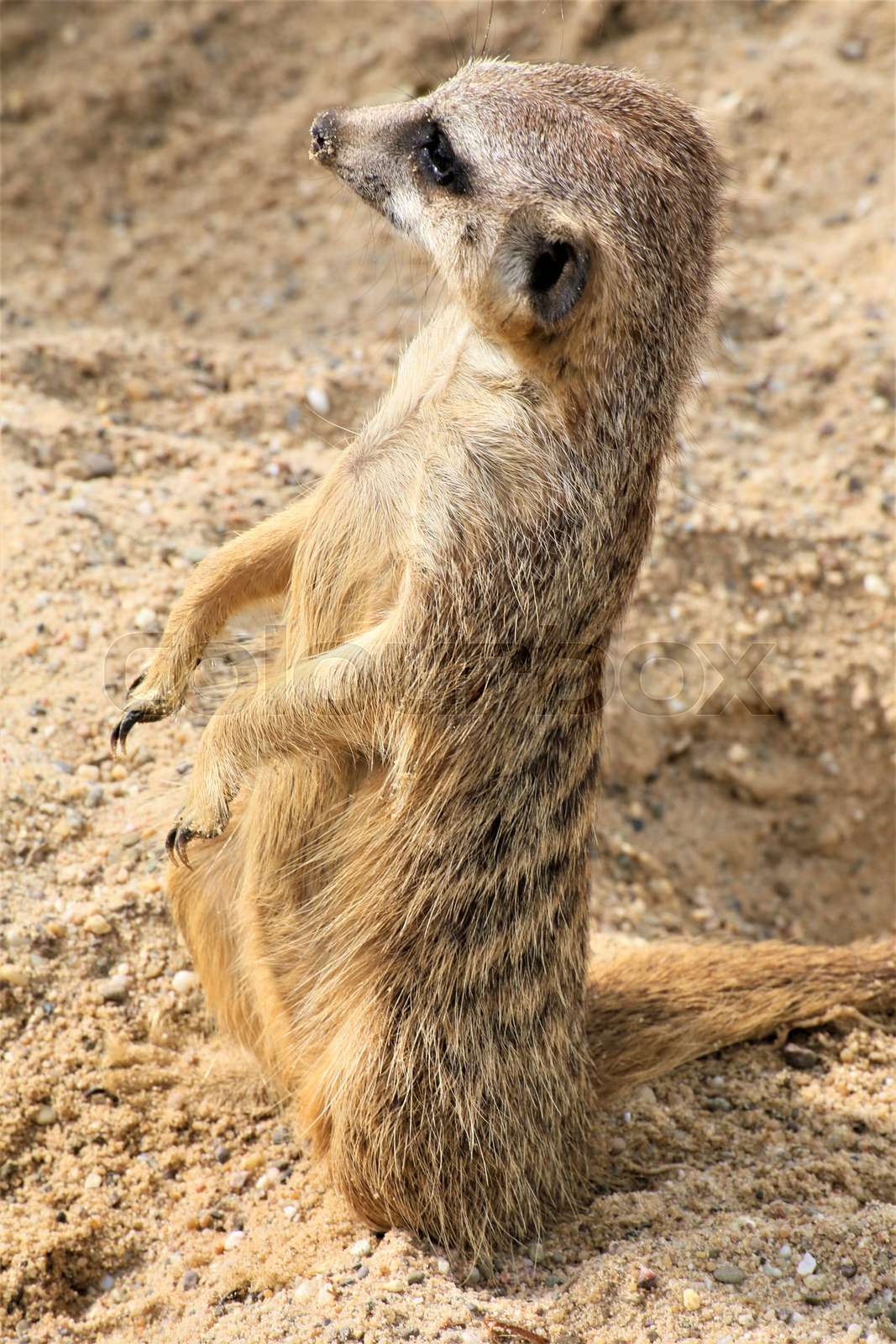 meerkat on guard duty | Stock image | Colourbox