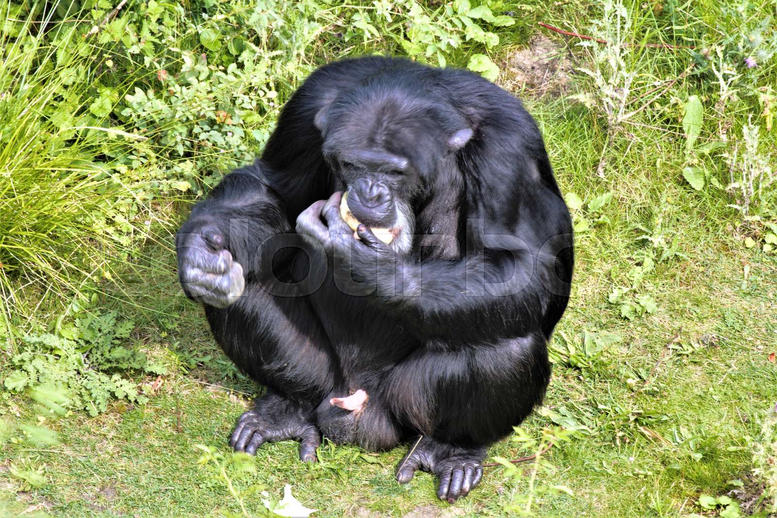 dyr, pattedyr, zoo | Stock foto | Colourbox