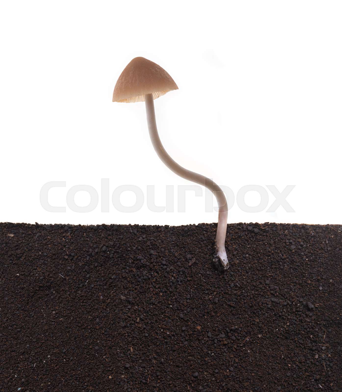 Mushroom growing with underground root visible | Stock image | Colourbox