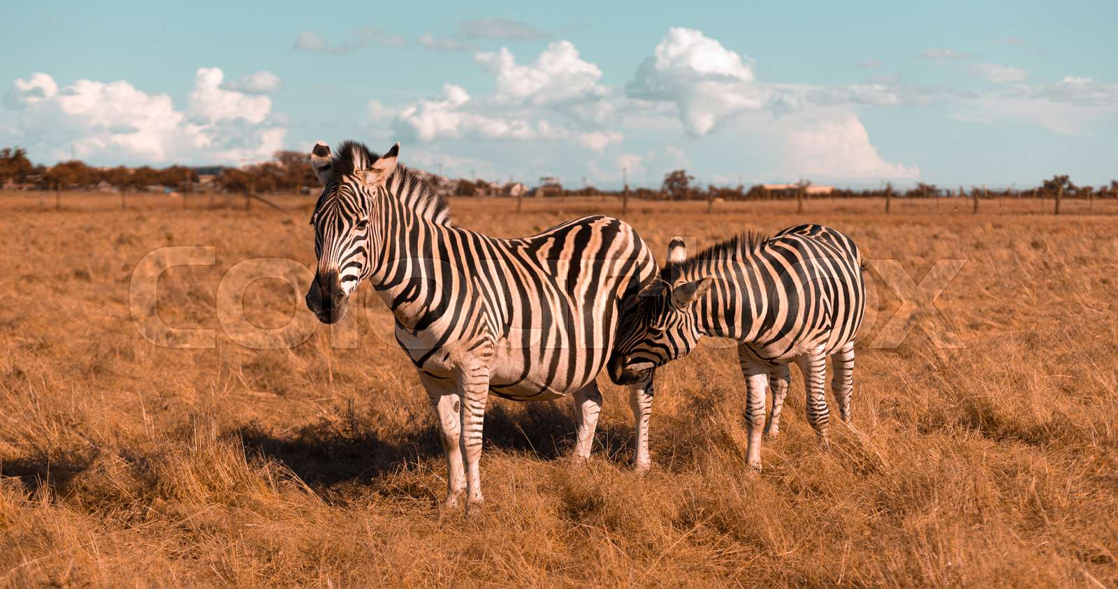 tiere, safari, tier | Stock Bild | Colourbox