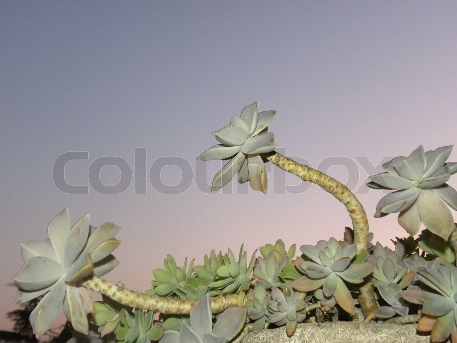 LE CREPUSCULE | Stock image | Colourbox