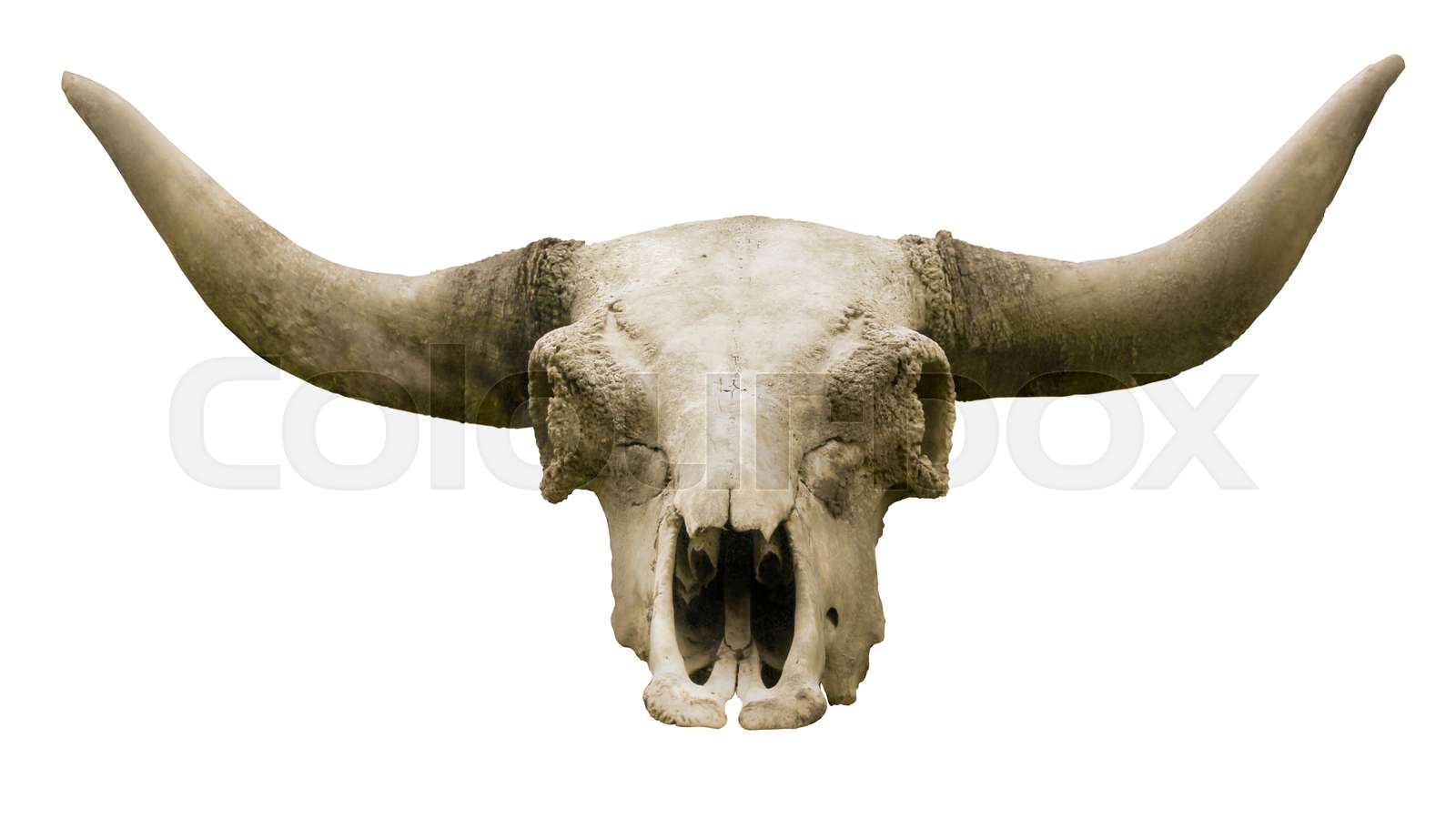 bull-skull-with-long-horns-stock-image-colourbox