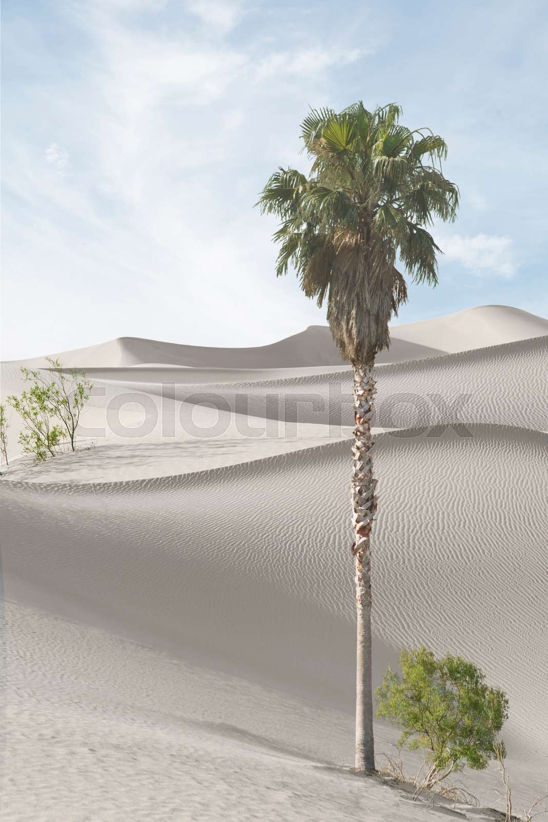 palm sand | Stock image | Colourbox