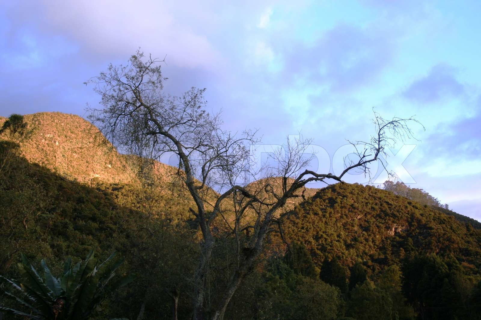 Atardecer Violeta | Stock image | Colourbox