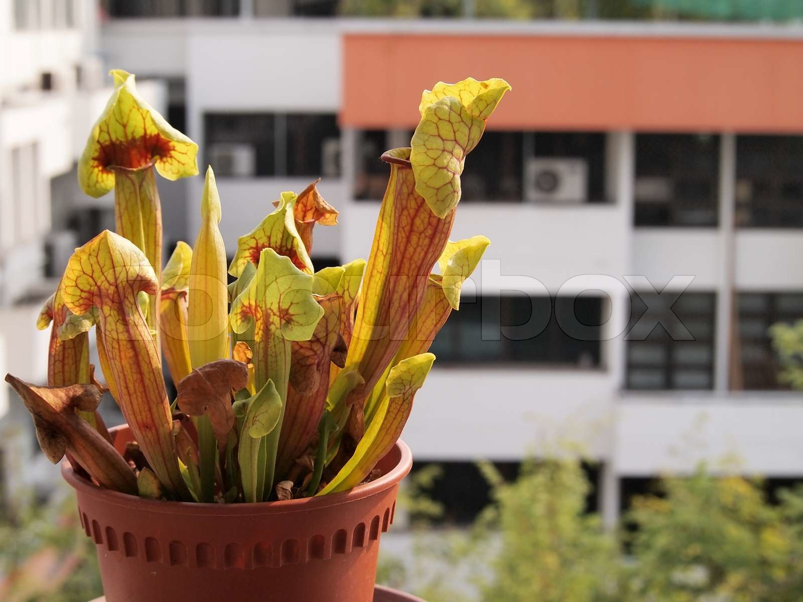 flytrap, venus, evolution | Stock foto | Colourbox