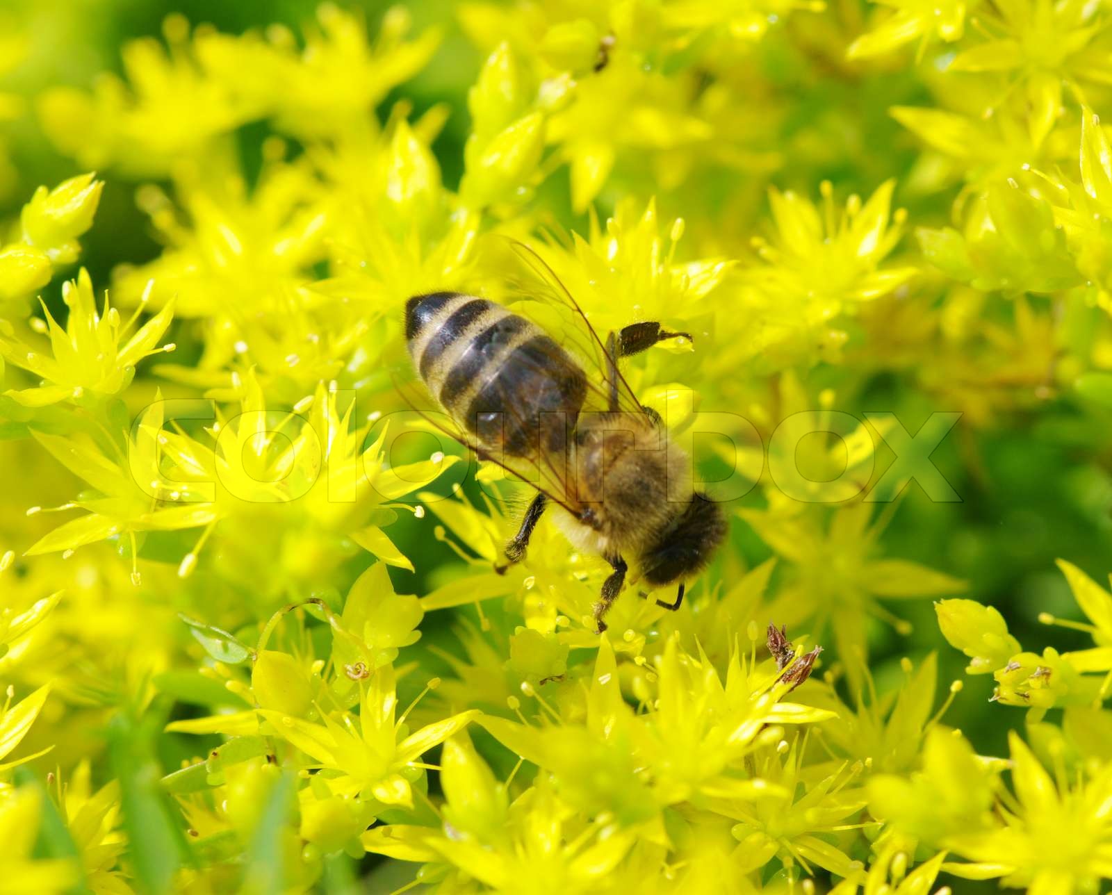 Biene | Stock Bild | Colourbox