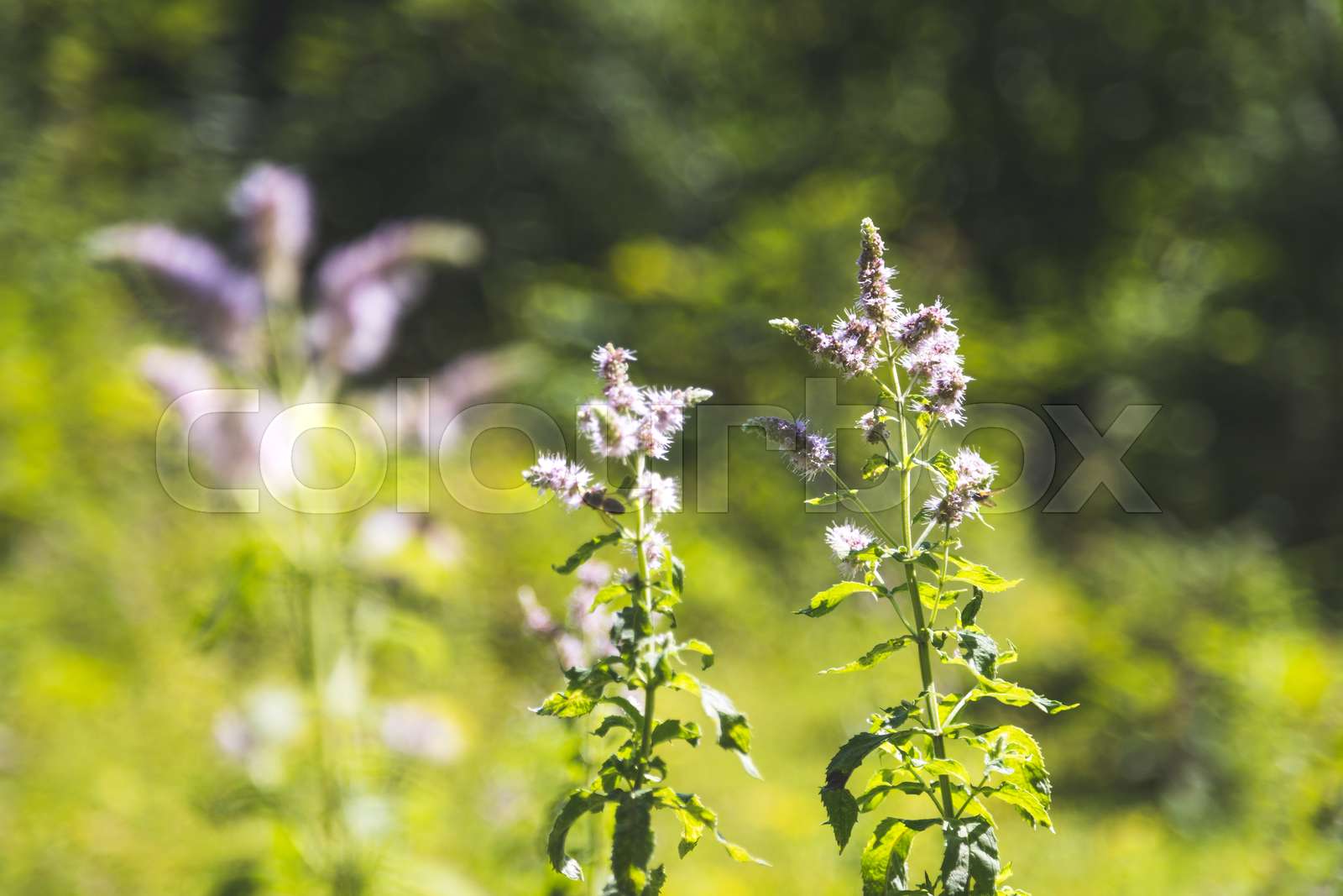 Wild blooming mint flowers outdoors | Stock image | Colourbox