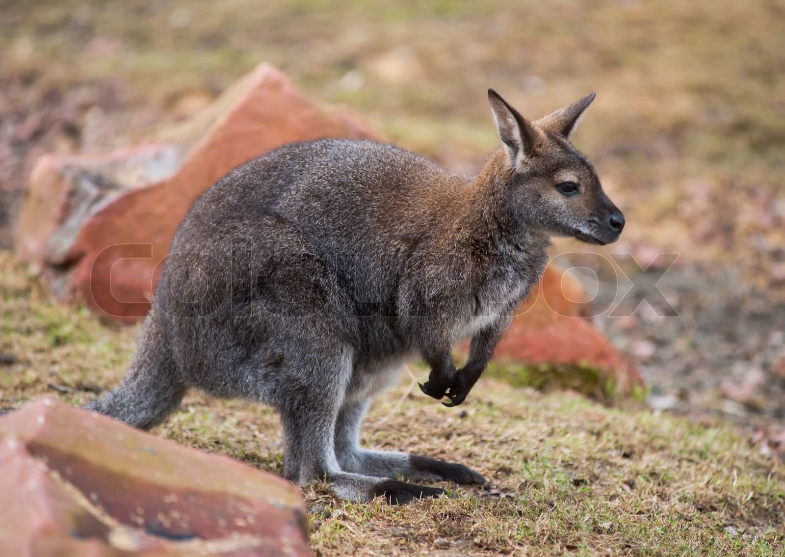 Wallaby : Wildtiere und Tiere von Australien | Stock Bild | Colourbox